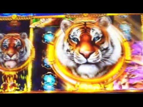 강원랜드🐯Tiger King Disk🐯Big Tiger - YouTube