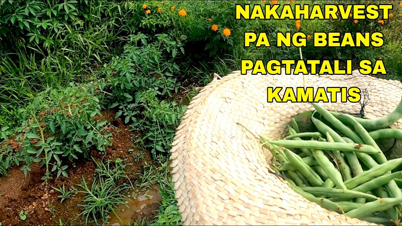 PAGTALI NG KAMATIS ANG DAMI PA NAHARVEST NA BEANS - YouTube