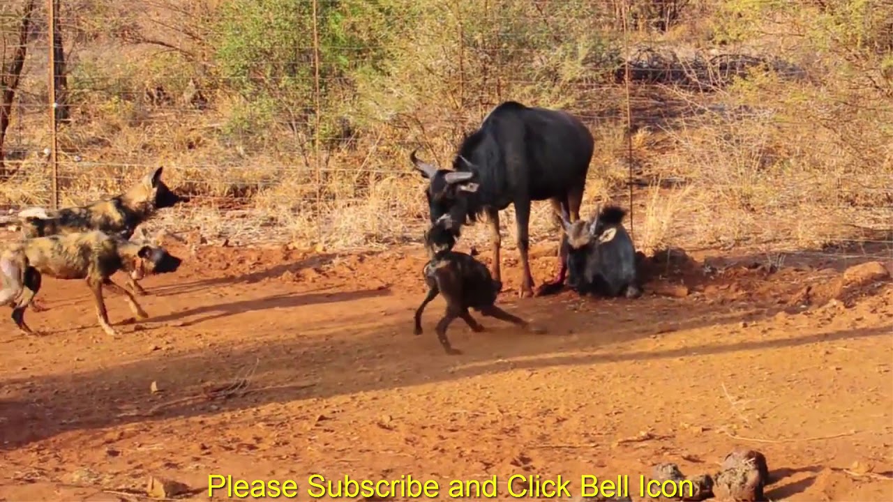 Wild dog vs wildebeest - YouTube