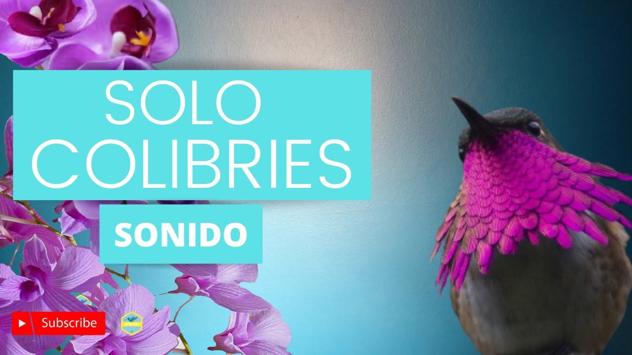 Sonidos de Colibries - COLECCION SONIDOS DE COLIBRIES - Hummingbirds ...