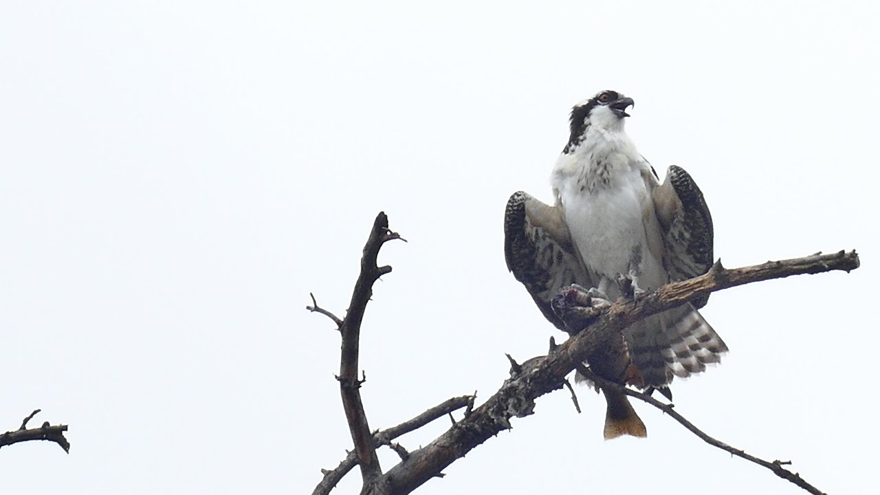Osprey with Fish in Talons and Offspring - YouTube