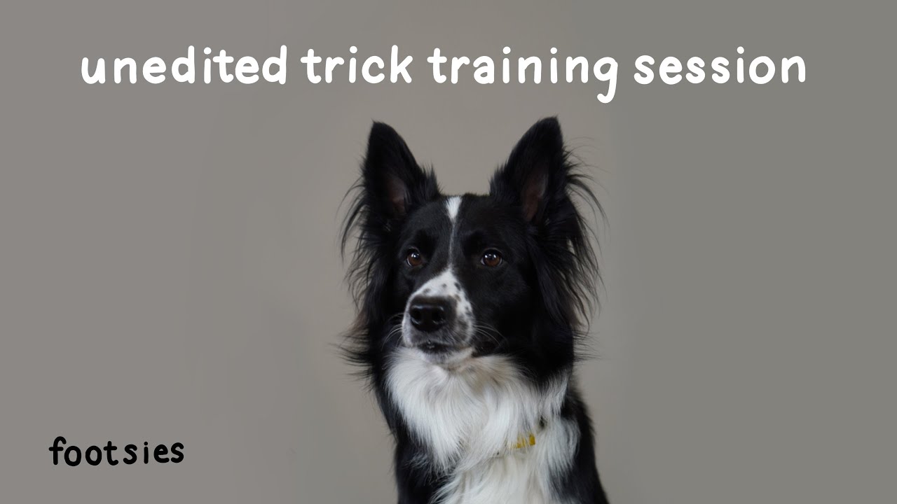 Footsies Trick Training Session | Unedited | Border Collie Trick ...