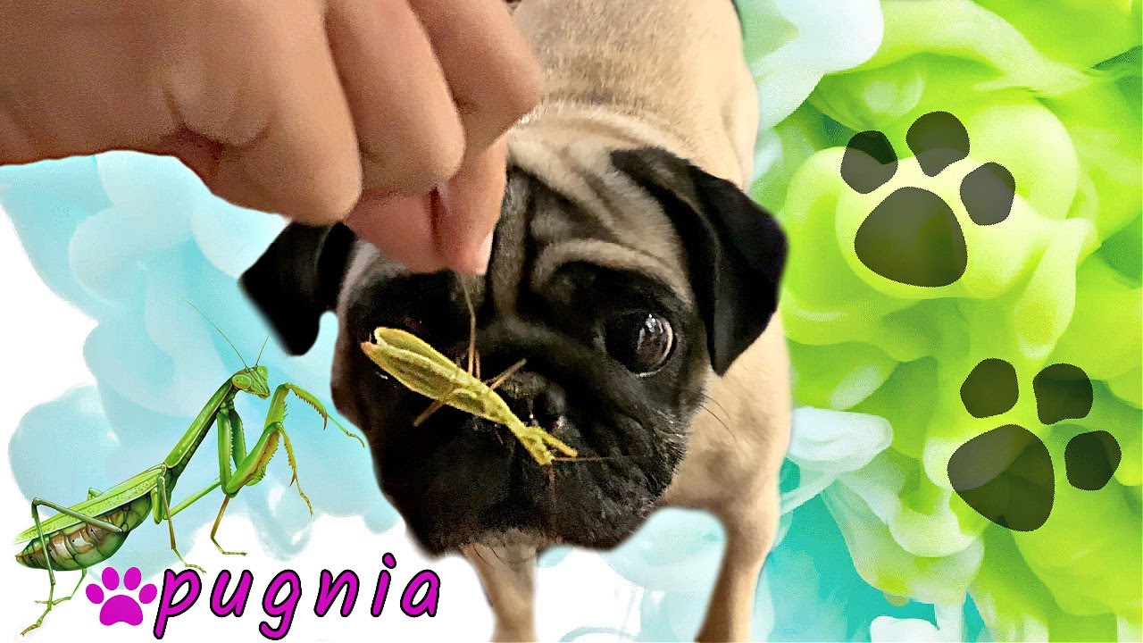 🐶PUG playing with PRAYING MANTIS 🙈 Dogs Hilarious Reaction - YouTube