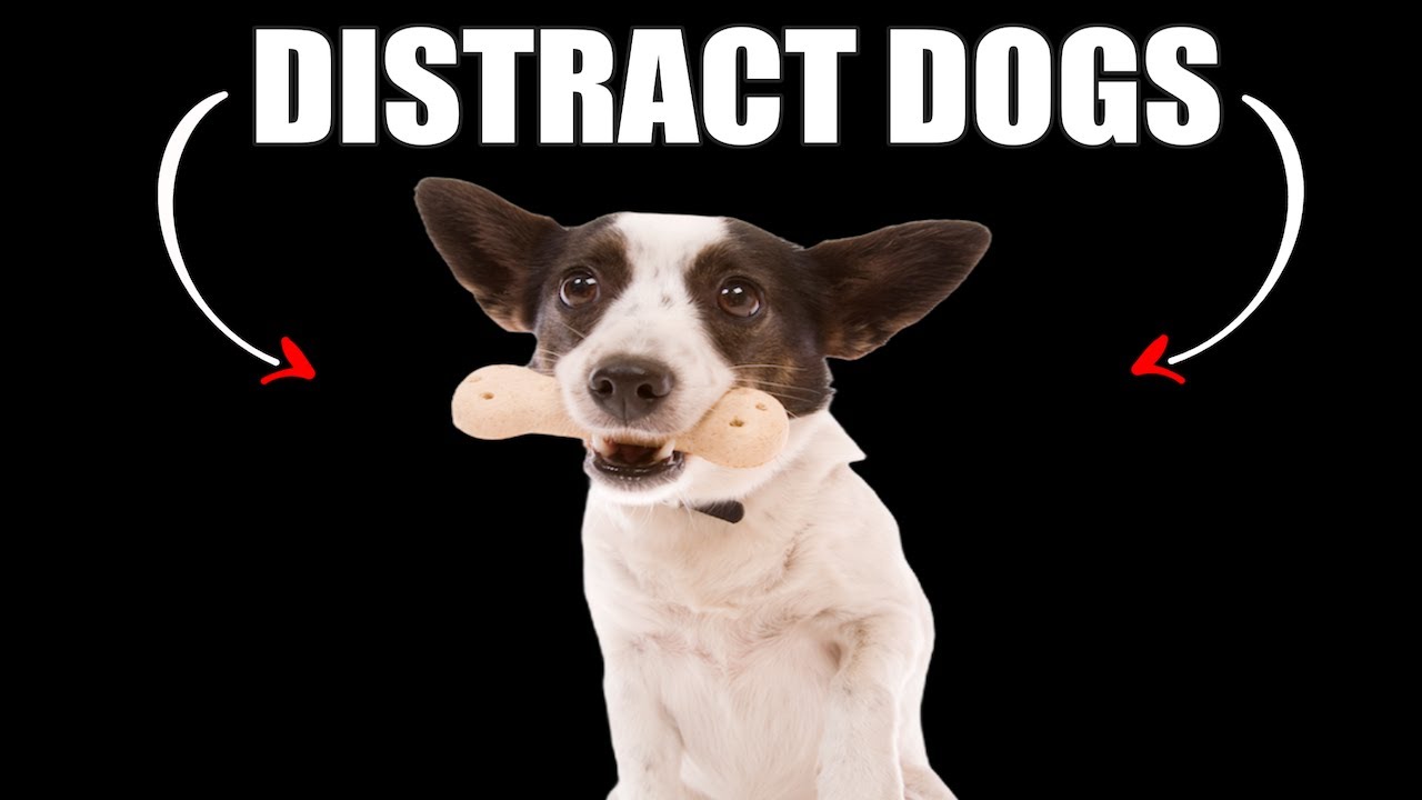 Sounds That Distract Dogs - YouTube