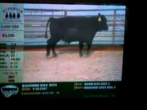 Cattle Auction in Hobson, Mt on RFD-TV - YouTube