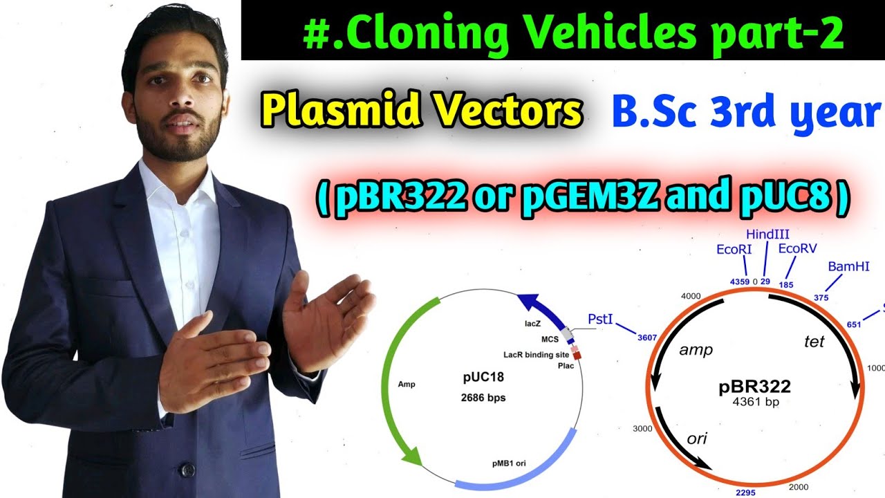 What is Plasmid vectors || pBR322 plasmid vector || pUC8 plasmid vector ...