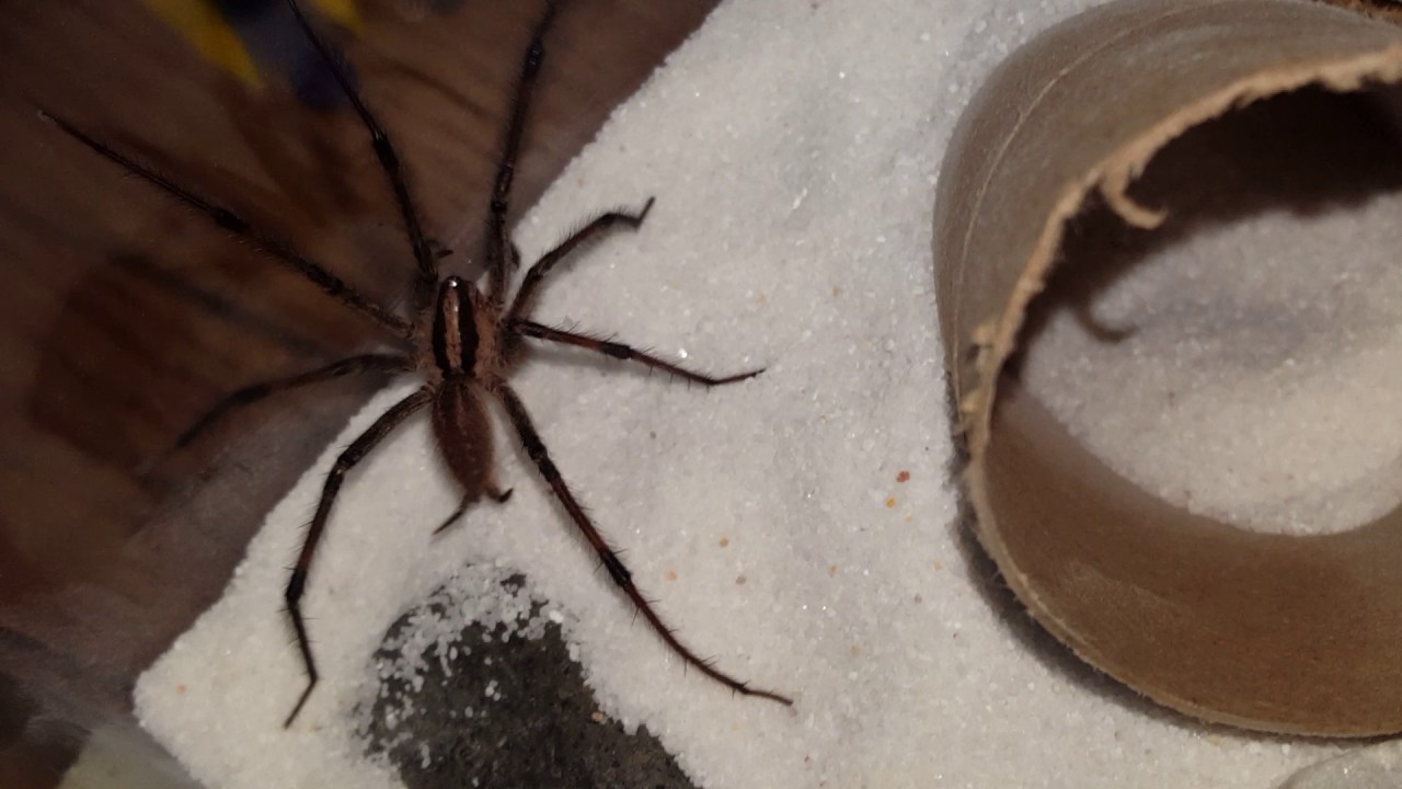 Thomas the Grass Spider - YouTube