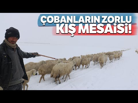 Sivas’ta Çobanların Zorlu Kış Mesaisi Başladı