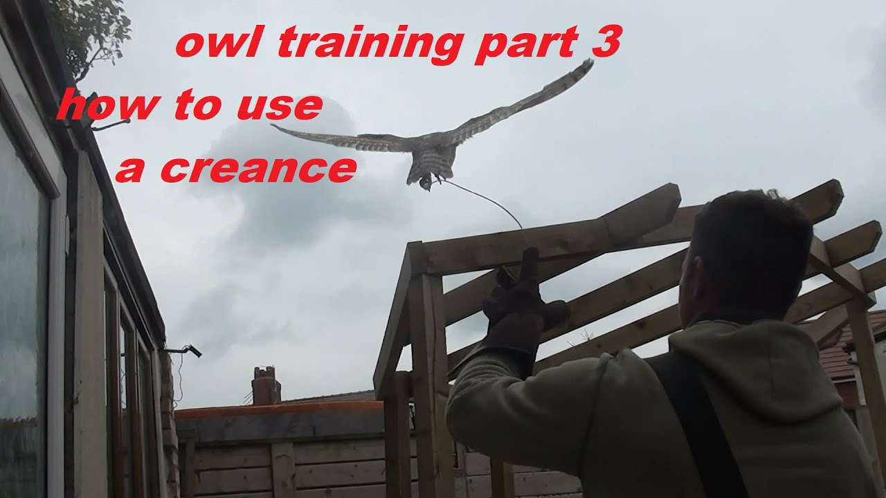 how to use a creance owl training part 3 - YouTube
