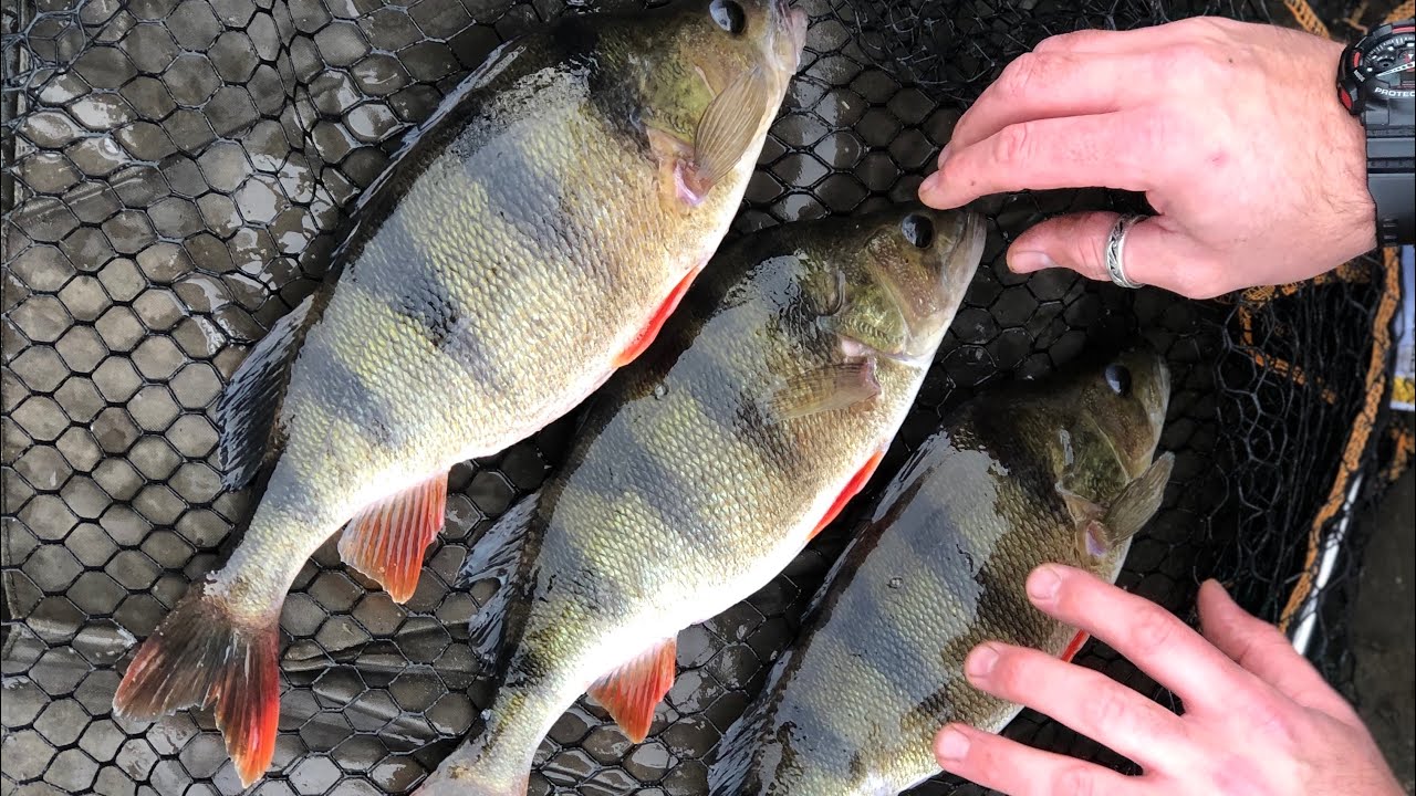 Jigging For Perch On An Urban Canal For The First Time YouTube jigging-for-perch-on-an-urban-canal-for-the-first-time-youtube