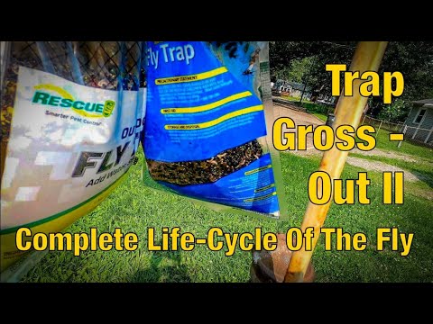 Fly Trap Gross-Out 2; Complete Life-Cycle 2023-07-16 - YouTube