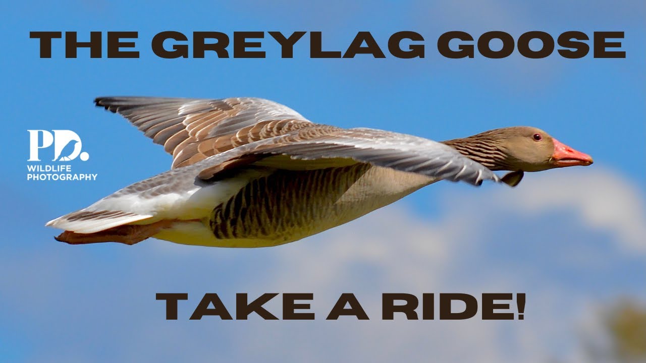 The Greylag Goose. Take a ride! - YouTube