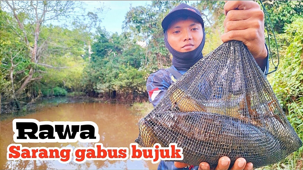 Luar biasa,,!! PANEN IKAN BUJUK DI RAWA, MANCING GABUS UMPAN CACING 🎣 ...