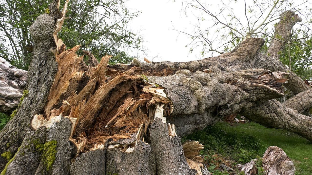 Butternut Tree Wood