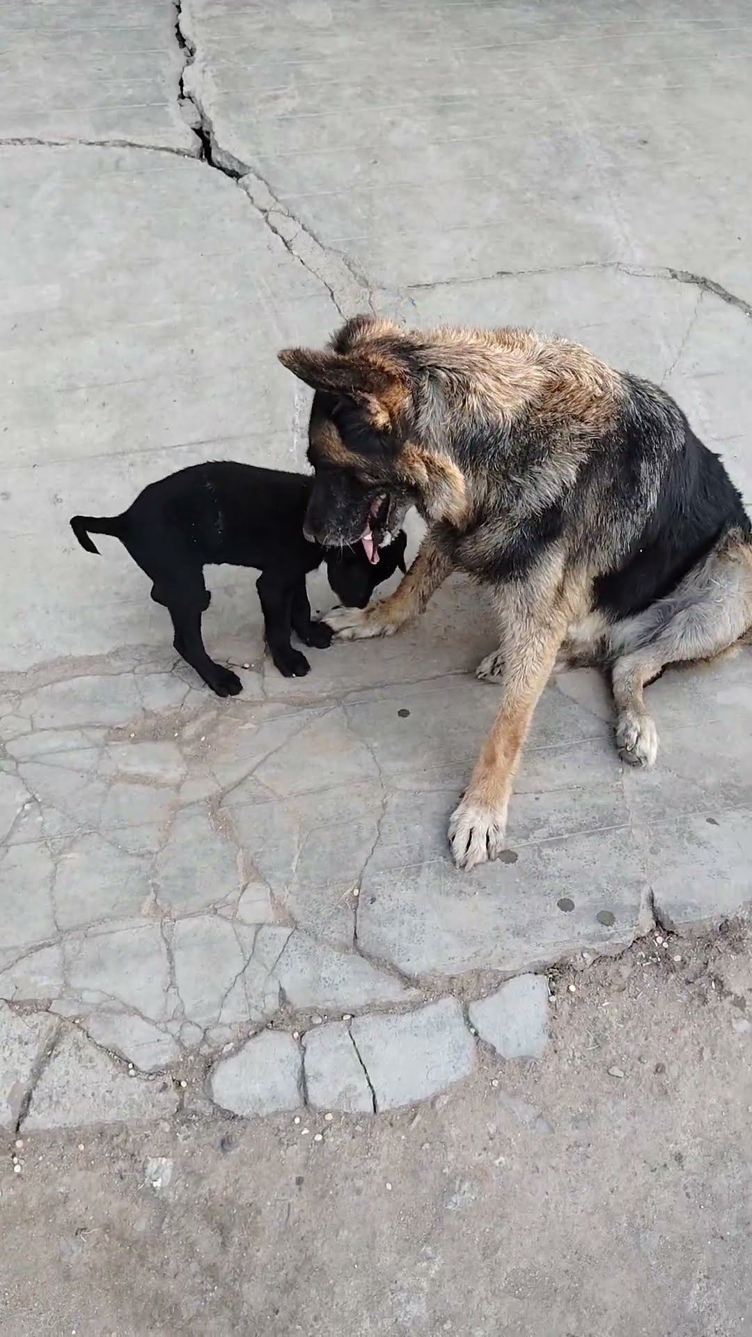 short video dog pappy - YouTube