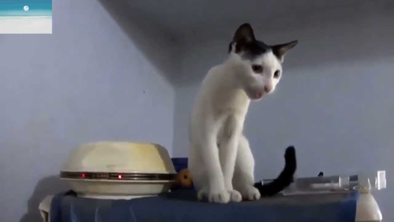 Aksi kucing kampung yang tengil Gemeees - YouTube