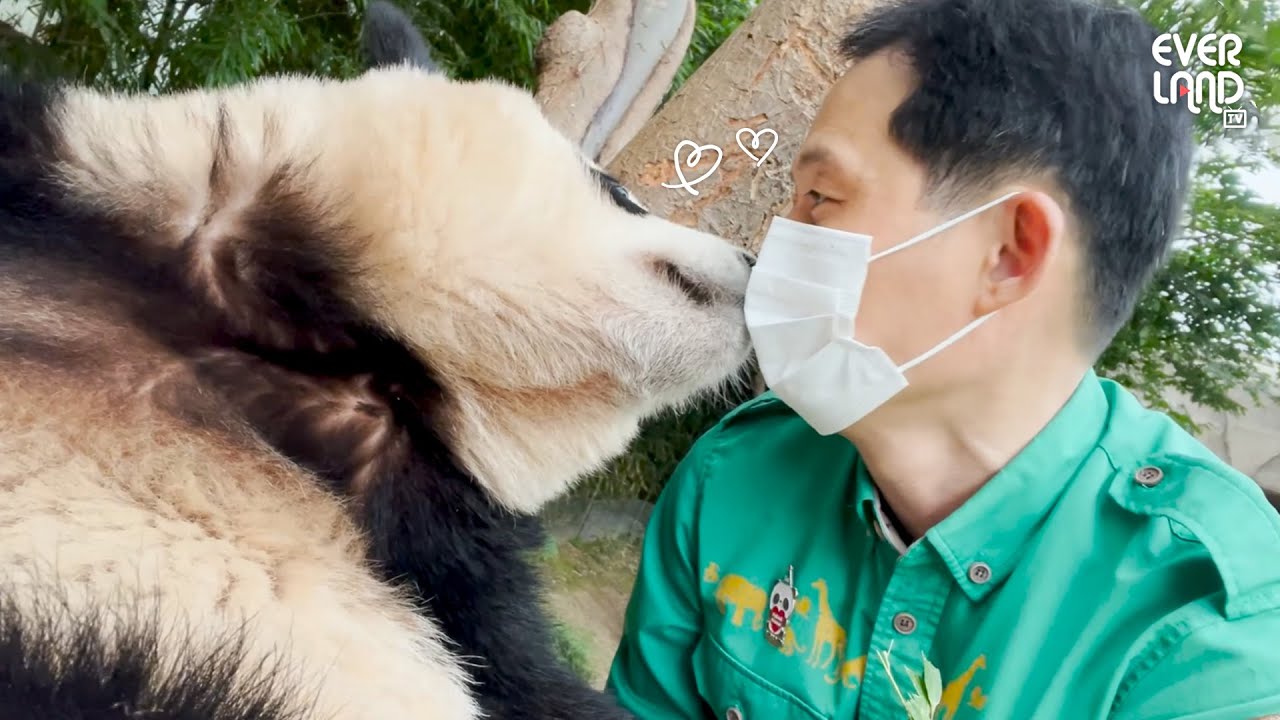 퇴근에 진심인 작은 할부지와 해맑은 푸바오 판다와쏭 13 Youtube