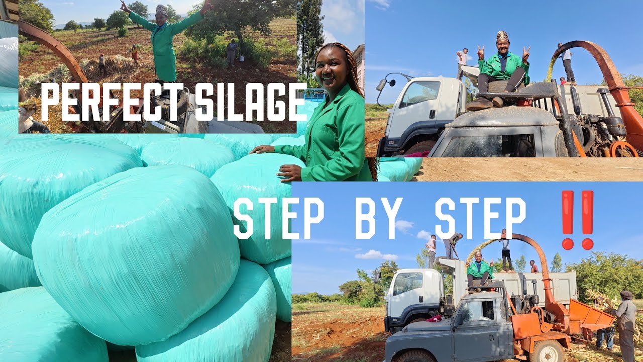 Master The Art Of Silage Making And Baling : 'Expert Tips For Quality ...