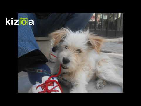 NURETTİN İĞCİ VE KÖPEK DOSTLAR
