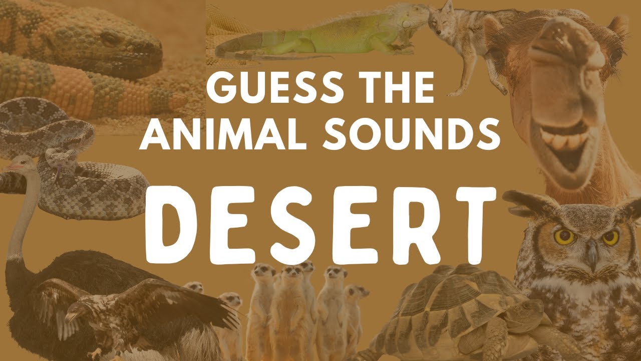 Guess The Animal Sounds Game | Desert Animals - YouTube