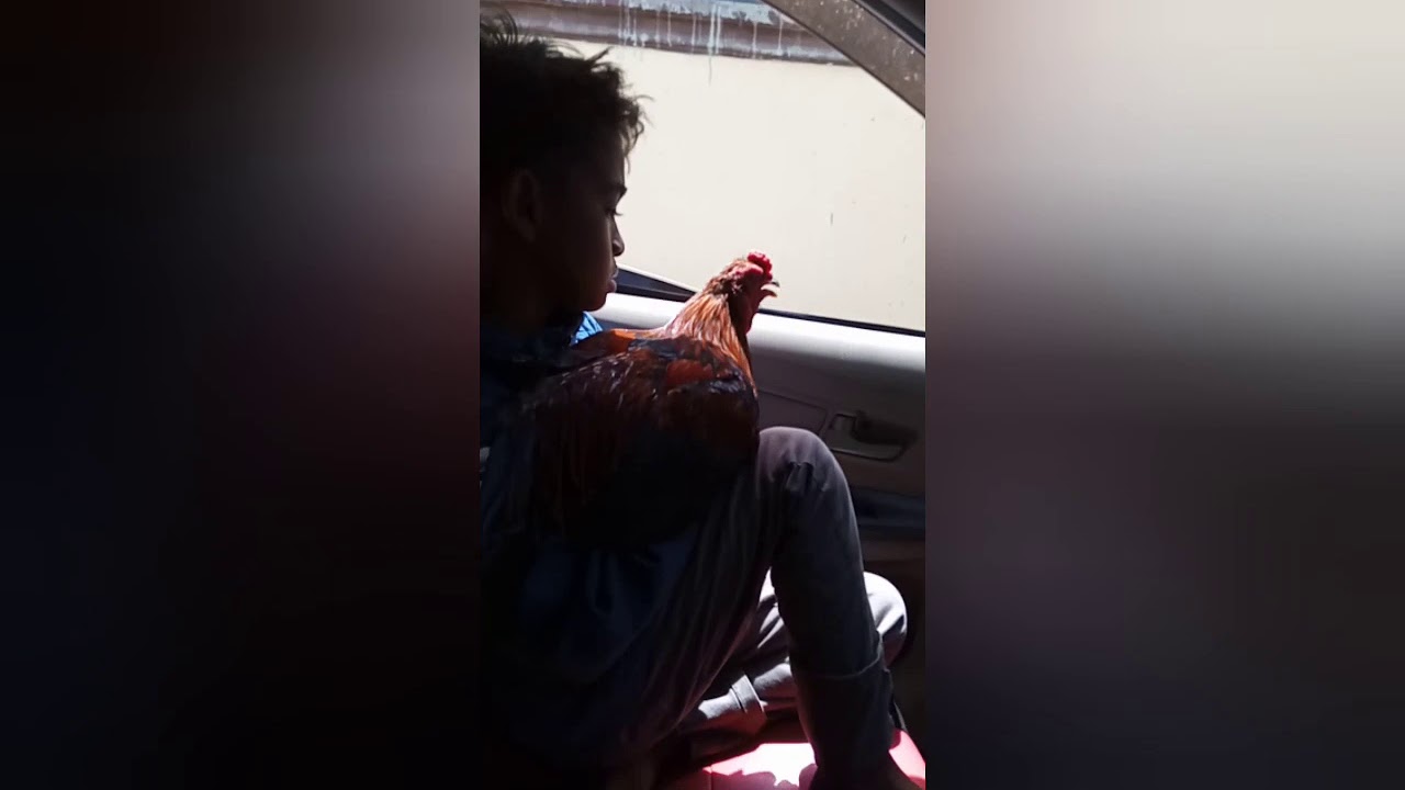 Ayam mabuk mobil🤣 - YouTube