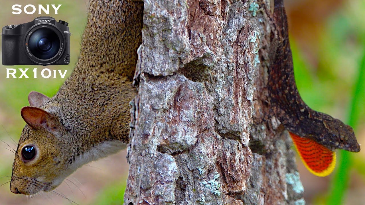 Sony RX10 iv 4k video zoom test footage - YouTube