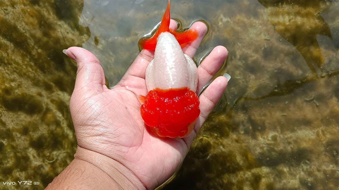 Goldfish in Taiwan and Thailand - The most beautiful and high quality ...