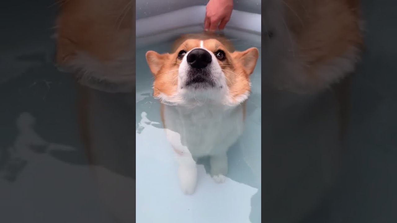 Today I learned that corgi butts can float. - YouTube