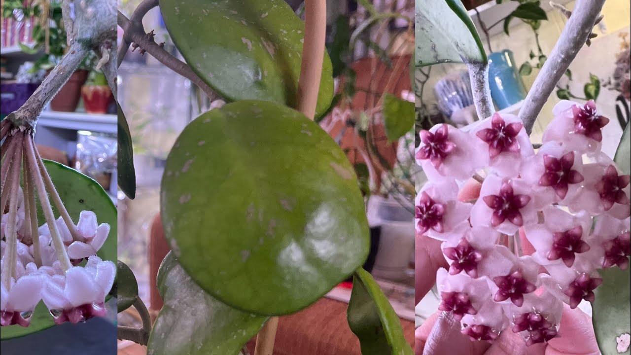 MY BLOOMING HOYAS : PART 3 | HOYA OBOVATA | PROMISE RODRIGUEZ - YouTube