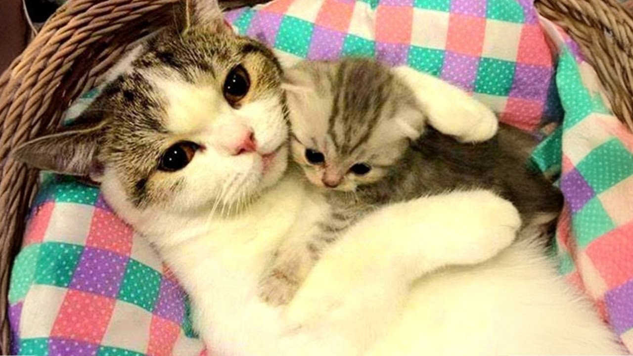 It's the sweetest thing ever to see that a mother cat’s love knows no ...