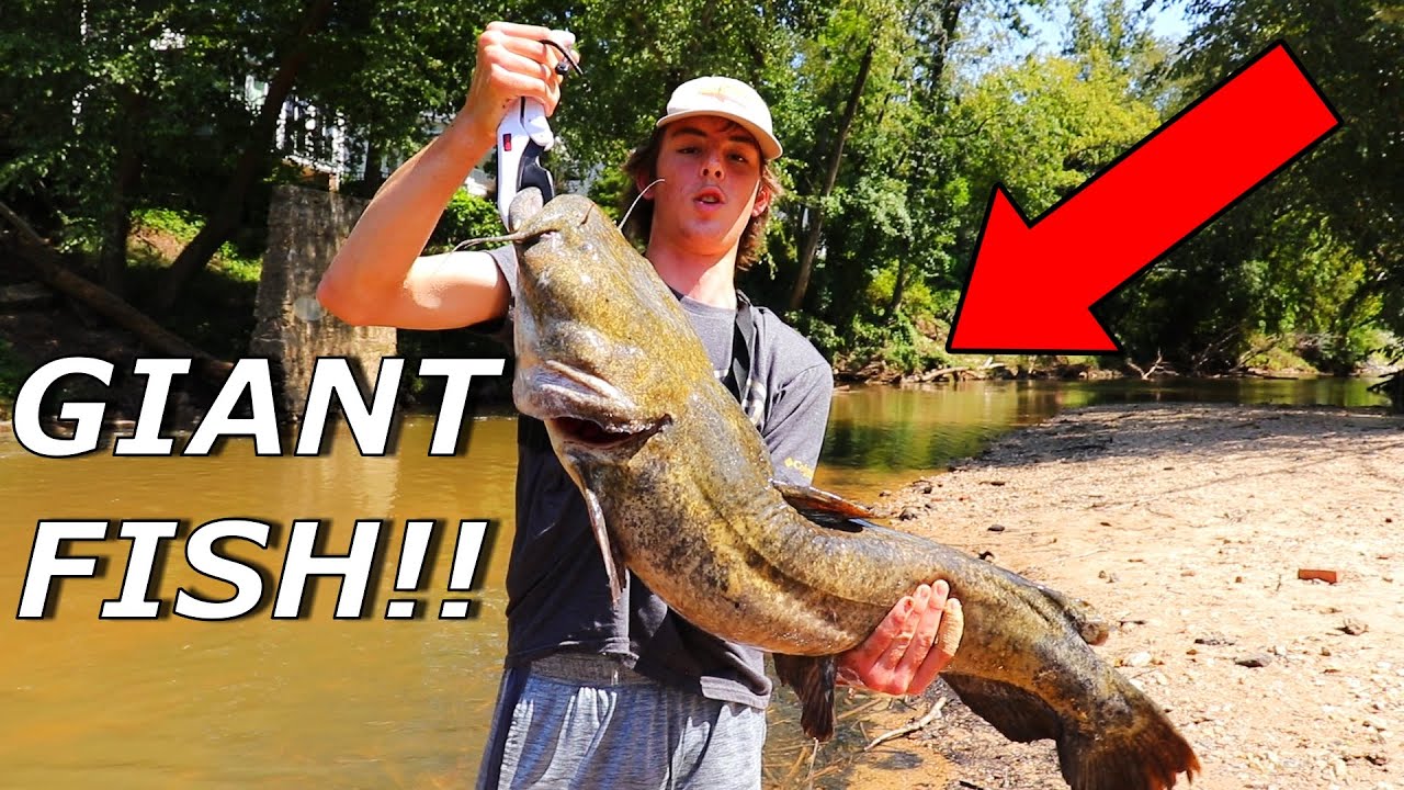 BIGGEST CATFISH EVER SEEN CAUGHT OUT OF TINY CREEK - Fishing For ...