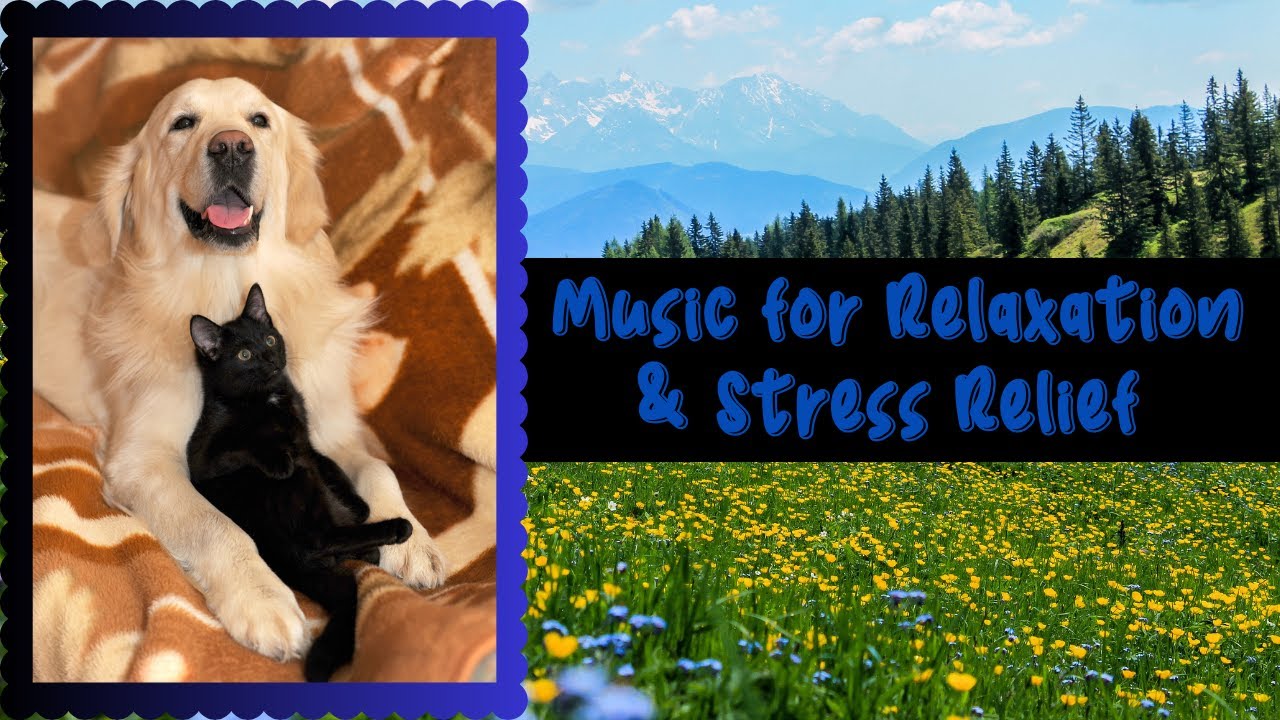 Upbeat, Feel-good Music For Stress Relief And Restorative Health | cats ...