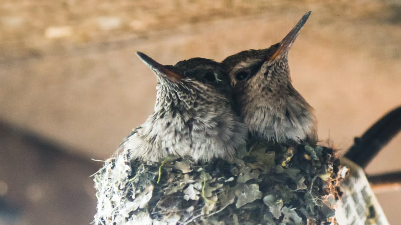 Baby Hummingbirds Hatching and Leaving the Nest 🐣 - YouTube