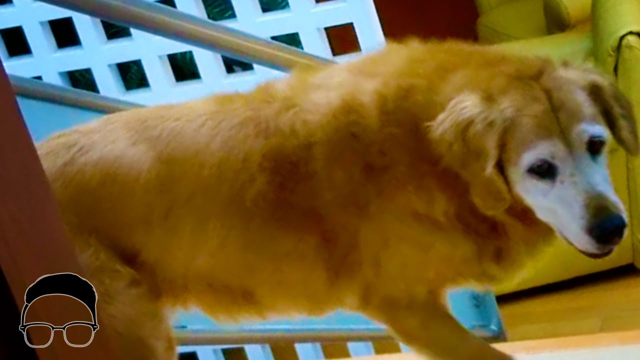 PERRO DETECTIVE!!! (01/09/14 - 1601) - YouTube