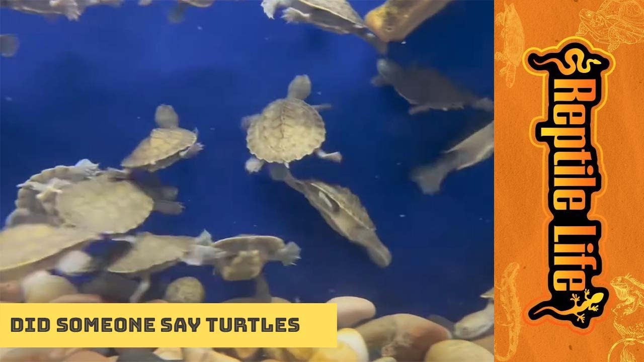 Baby Murray Short-Necked Turtles | Reptile Life Geelong - YouTube