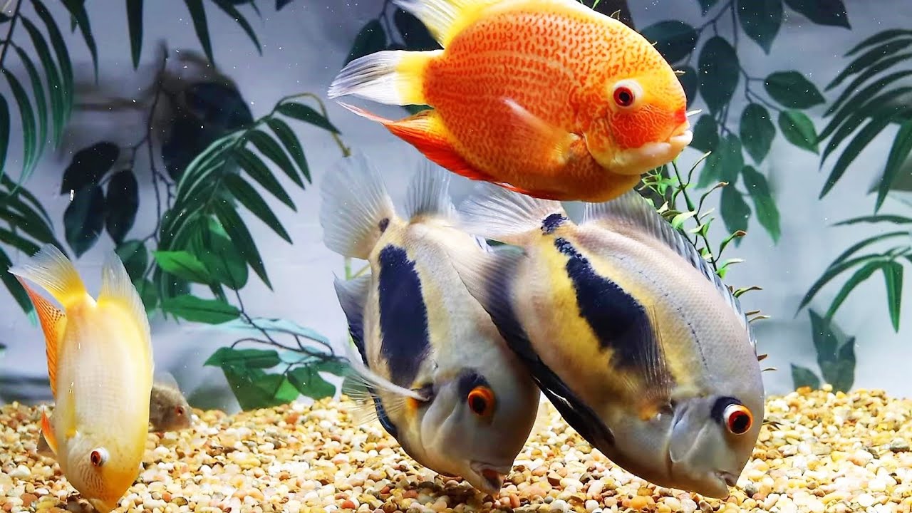Severum cichlid Uaru cichlid feeding - YouTube