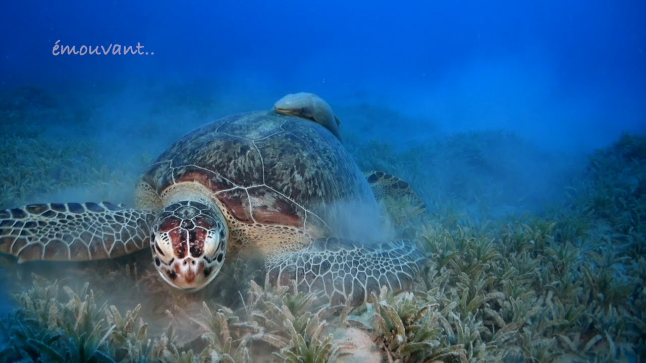 Dans le bleu avec Diving Attitude - YouTube