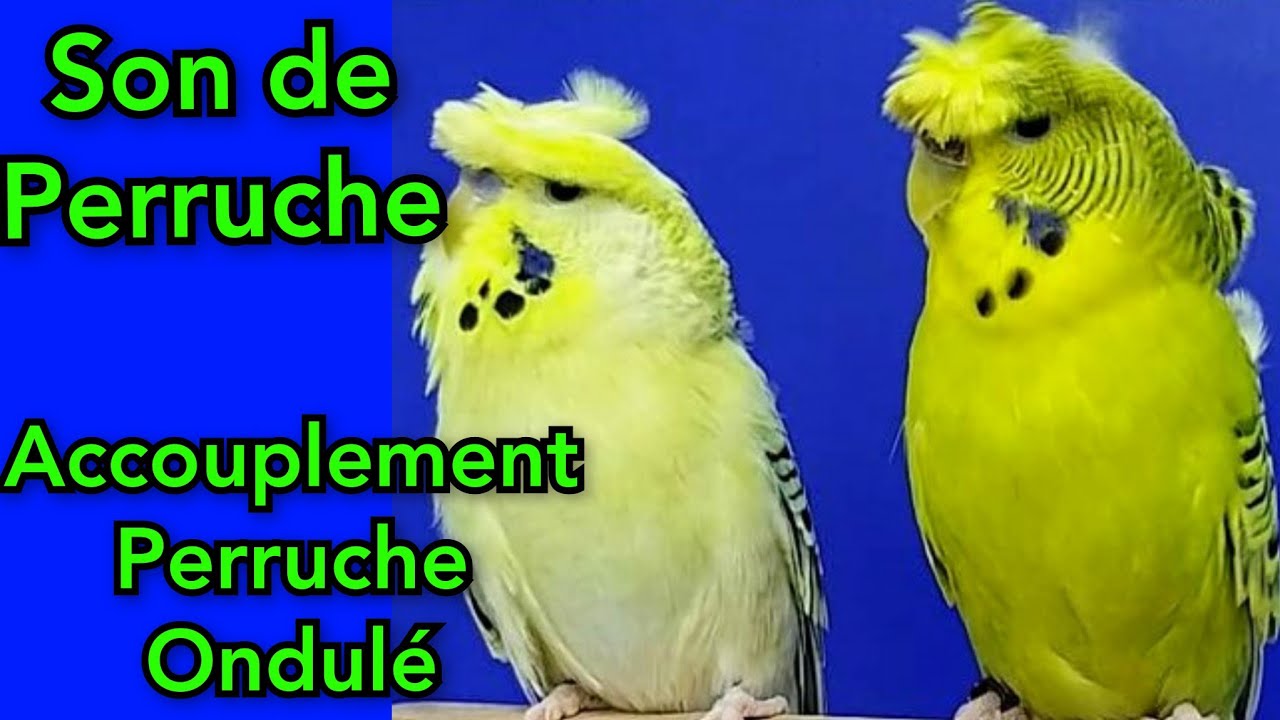 Son de Perruche / Accouplement Perruche Ondulé / Chant perruches ...
