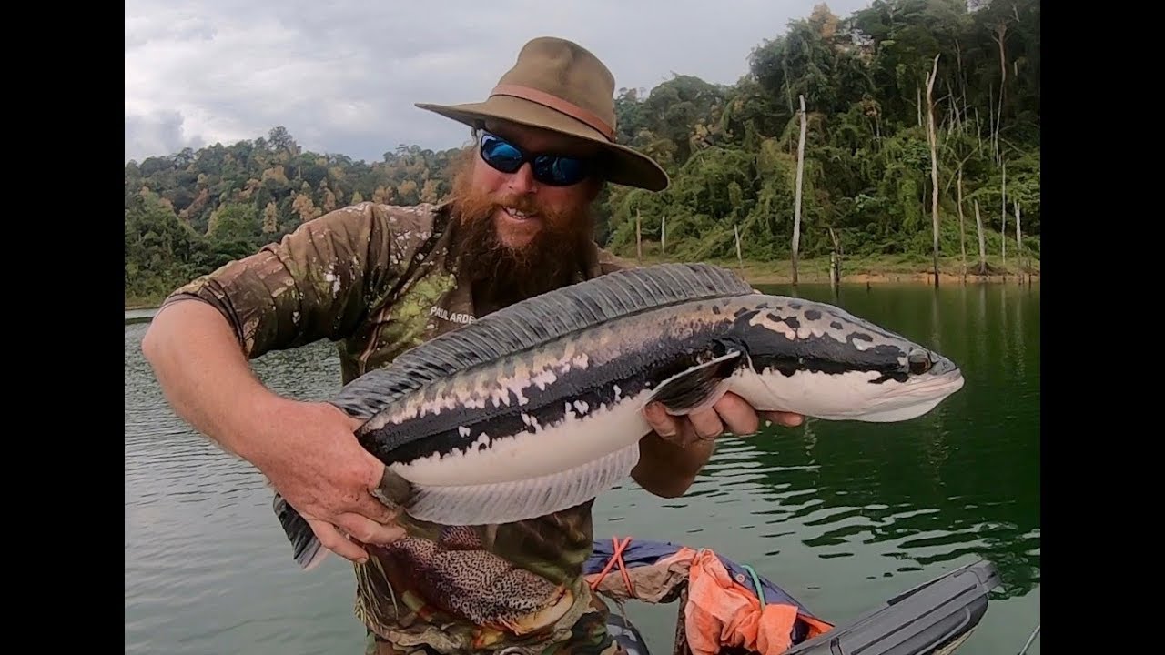 2 Mins of Fly Fishing - Giant Snakehead - YouTube