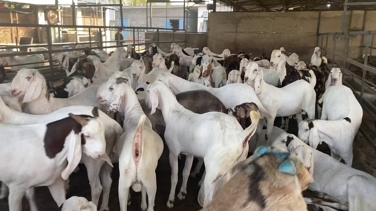 Sojat & Gujri Bakra starting 450 per kg For Sale - YouTube