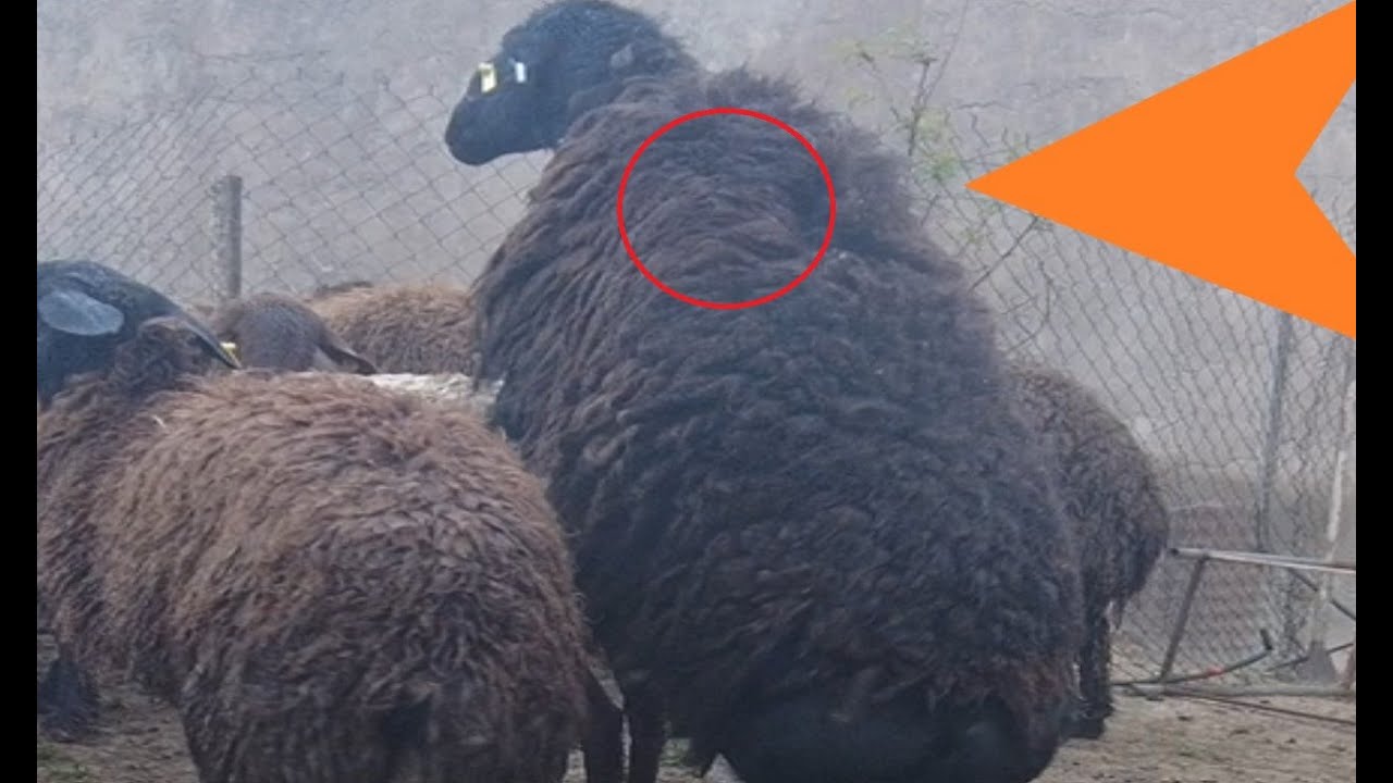 Mating of sheep|Very interesting scenes from the mating of my sheep ...