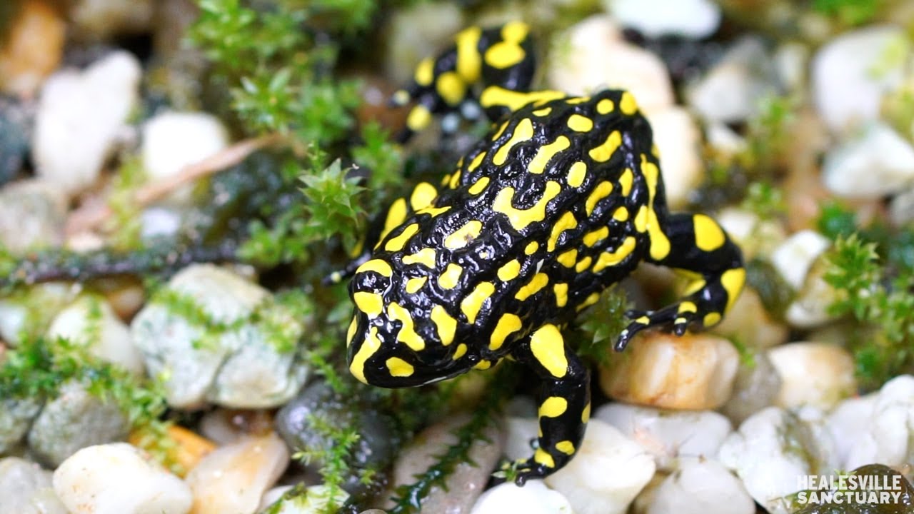 Southern Corroboree Frogs answer keeper’s call - YouTube