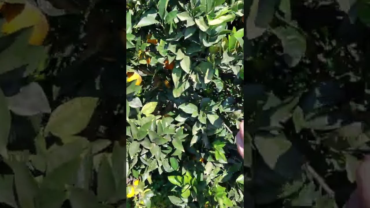 Raccolta arance Sicilia come raccogliere le arance novellino. - YouTube