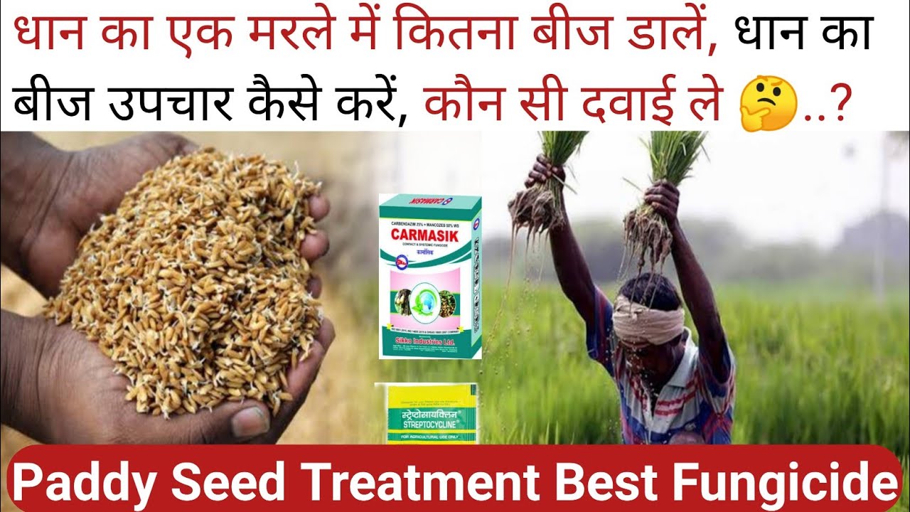 paddy seed treatment - धान का बीज उपचारित करने का सबसे बेहतरीन फार्मूला ...