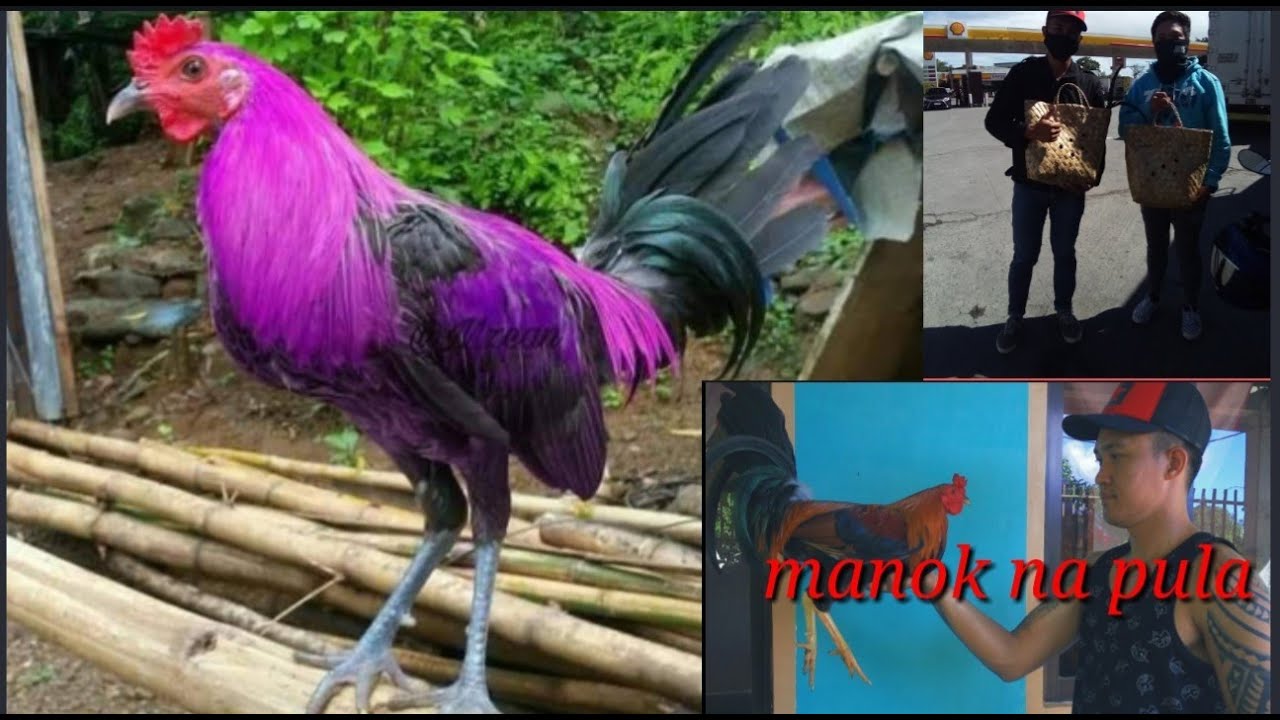 ONLINE SALE NG MANOK PANABONG - YouTube
