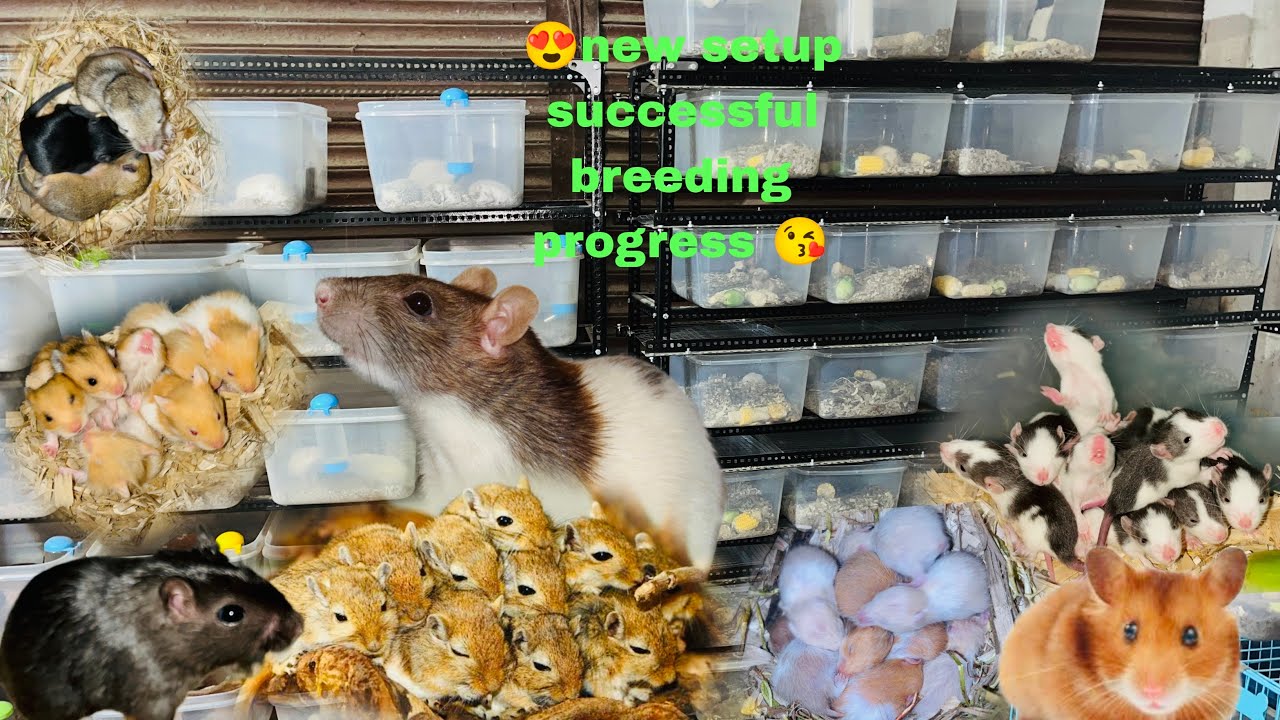 Hamster 🐹 gerbils husky hooded 🐀 || farming in India || - YouTube