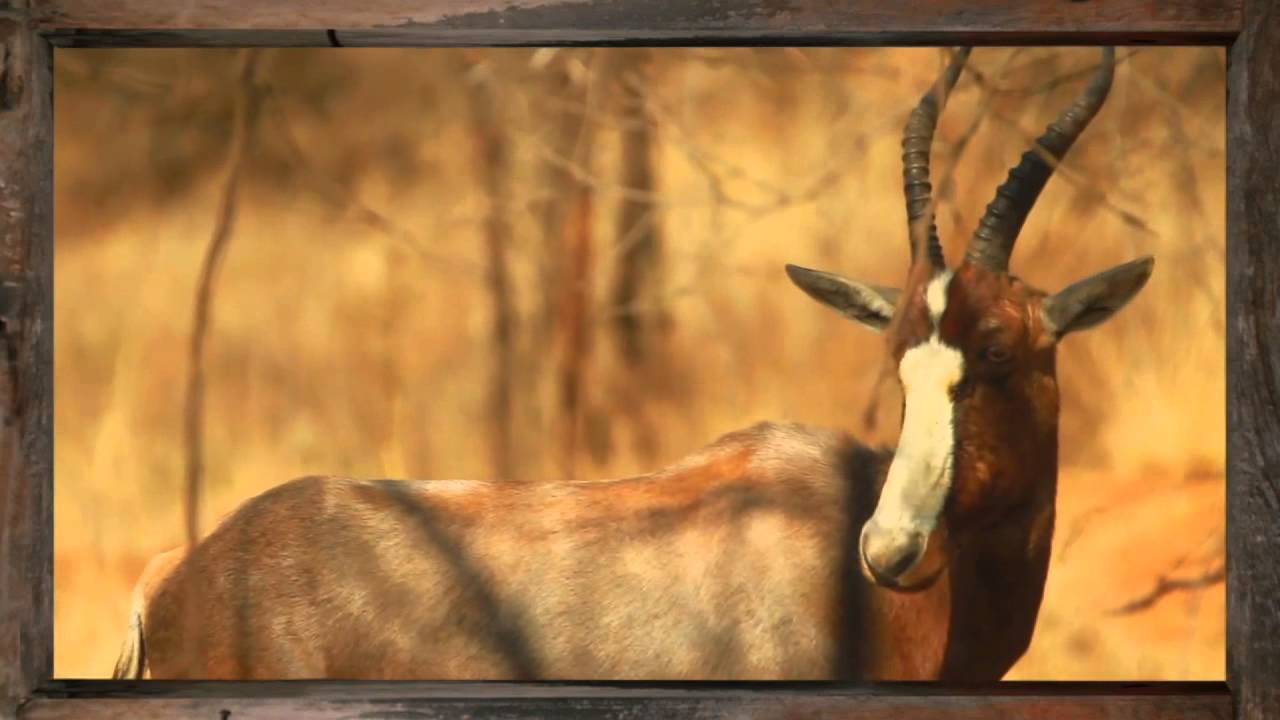 Wildlife - Blesbok - YouTube