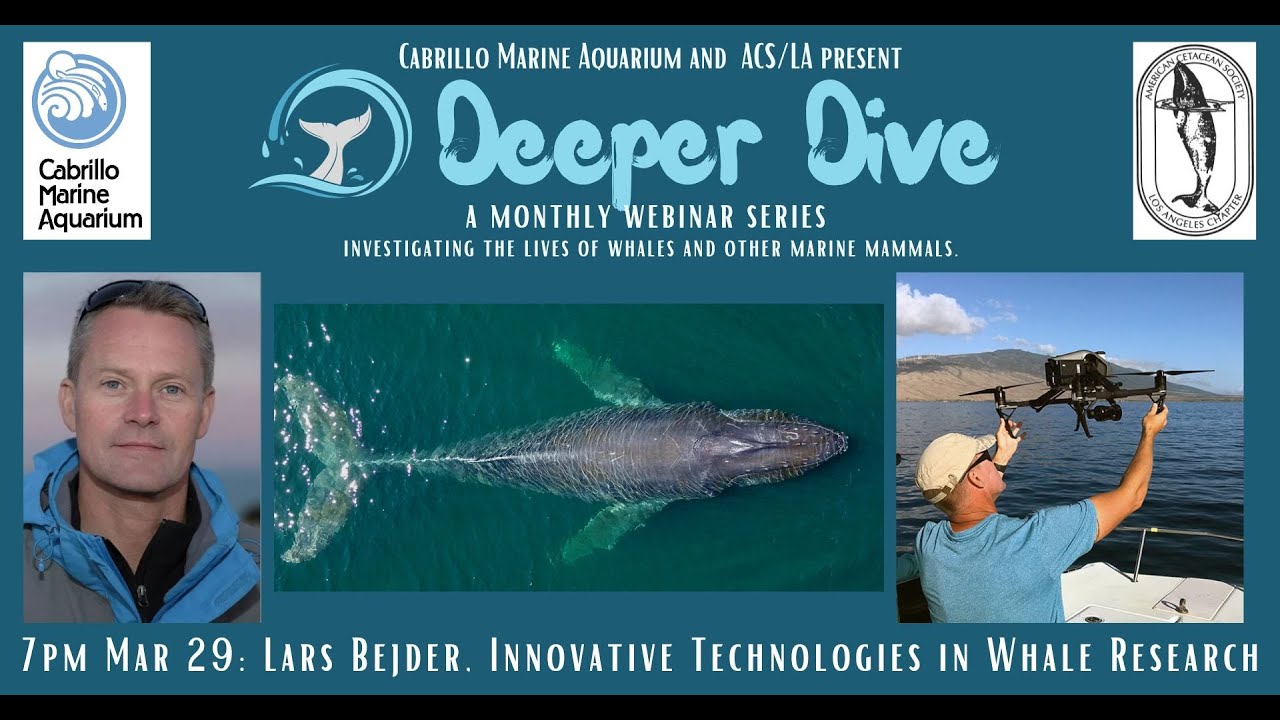 Deeper Dive with Lars Bejder - Innovative Technologies in Whale ...