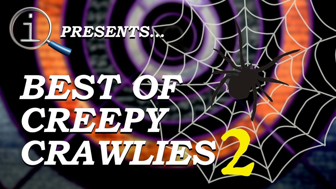 QI Compilation | Best Of Creepy Crawlies 2 - YouTube