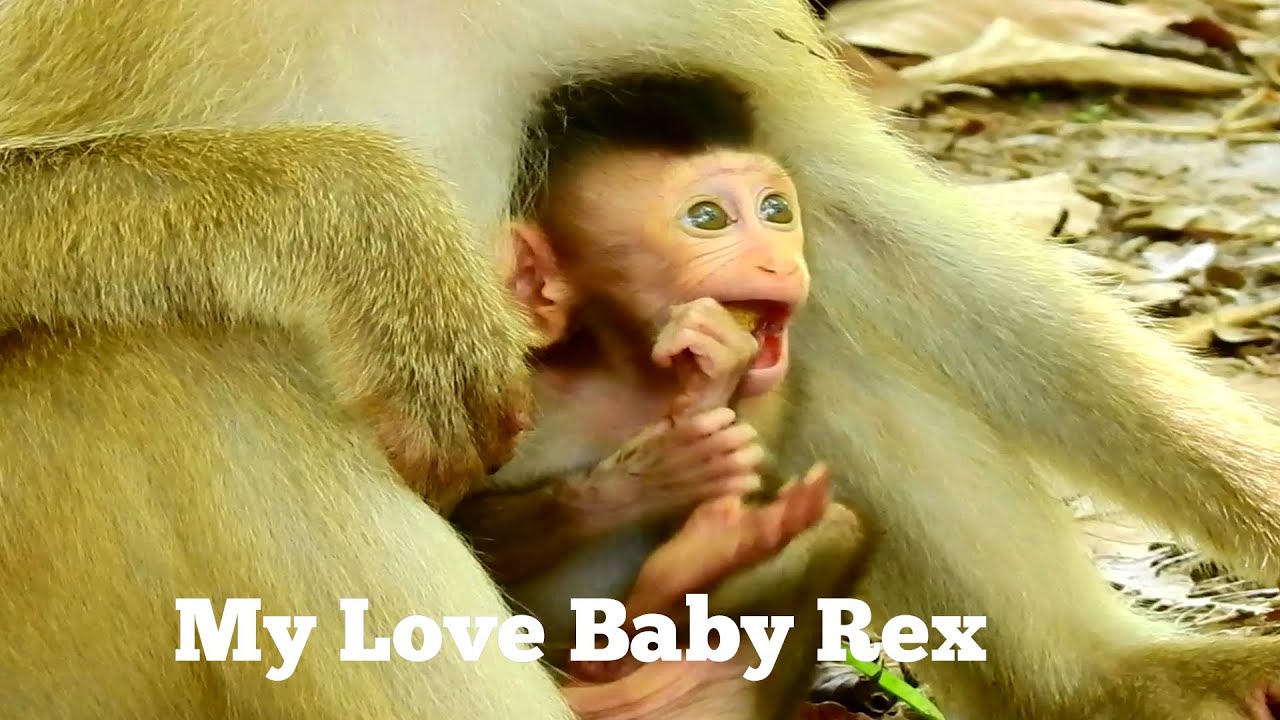 Update My Love Baby Rex Wonderfull To Show Full Action HD, Very ...
